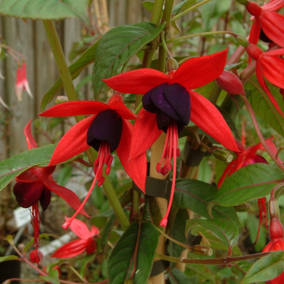 Fuchsia Lady Boothby