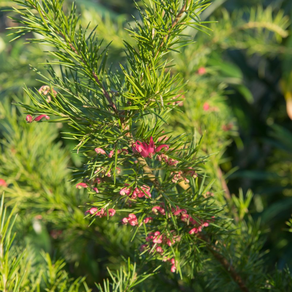Grevillea Canberra Gem