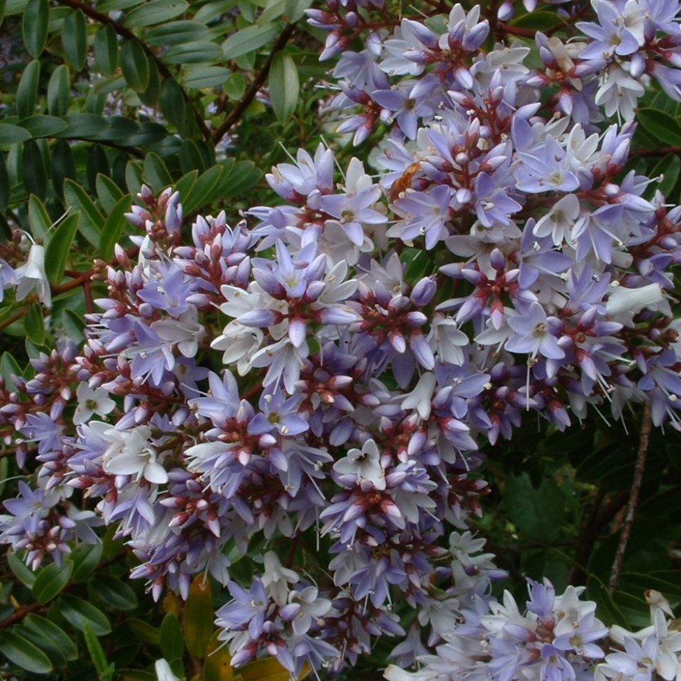 Hebe diosmifolia