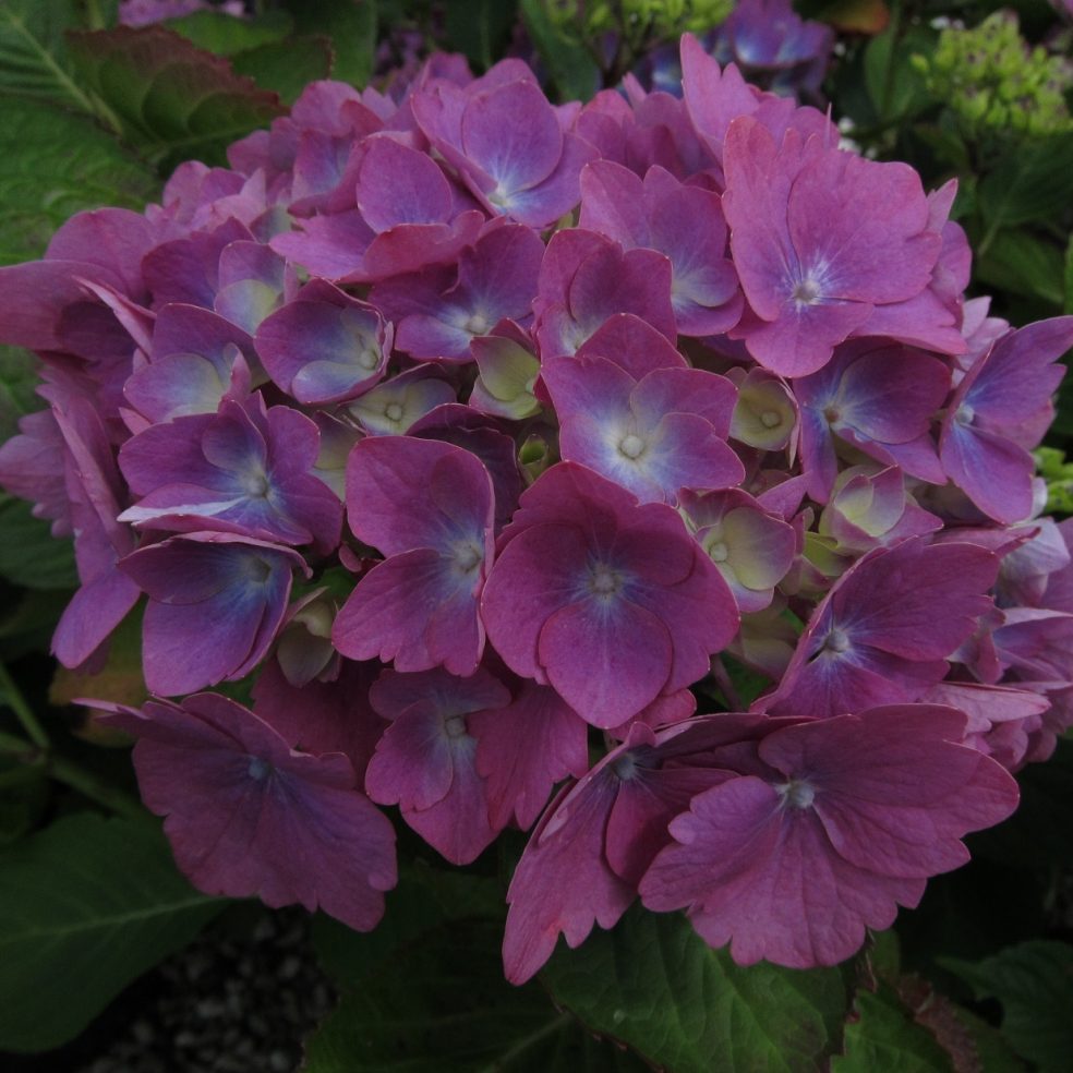 Hydrangea Mathilda Gutges