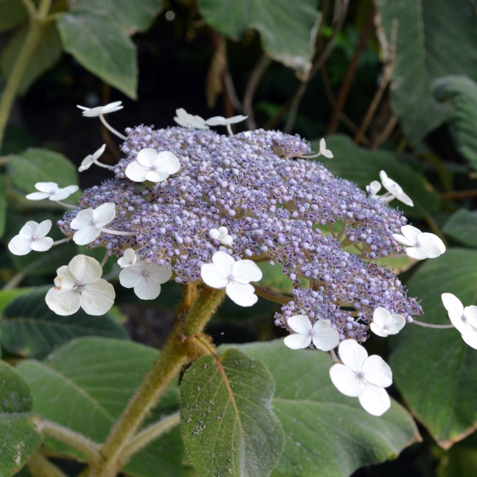 Hydrangea aspera Sargentiana