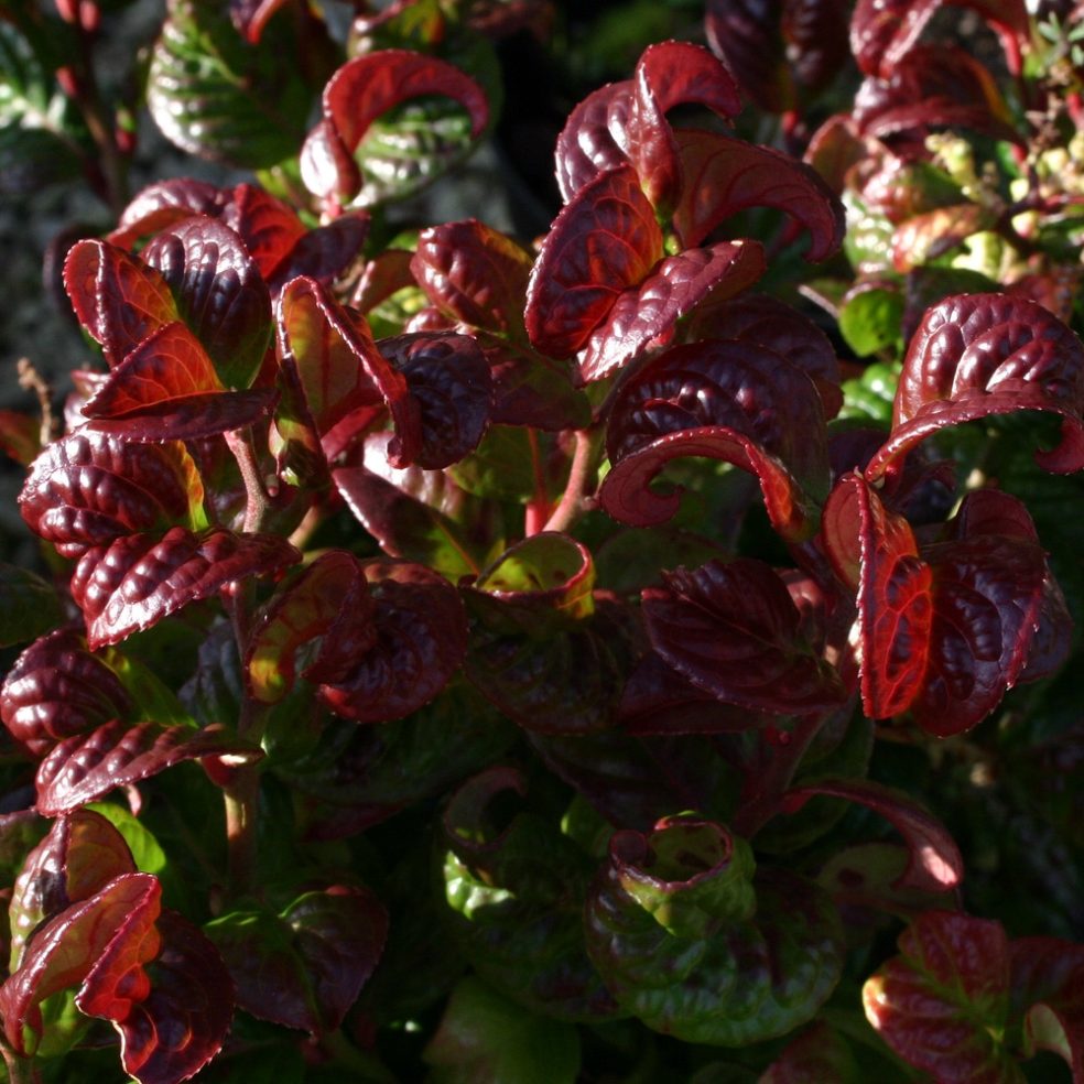 Leucothoe Curly Red