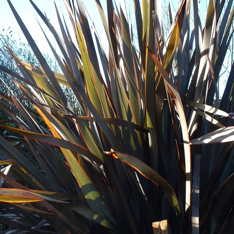 Phormium Bronze Baby