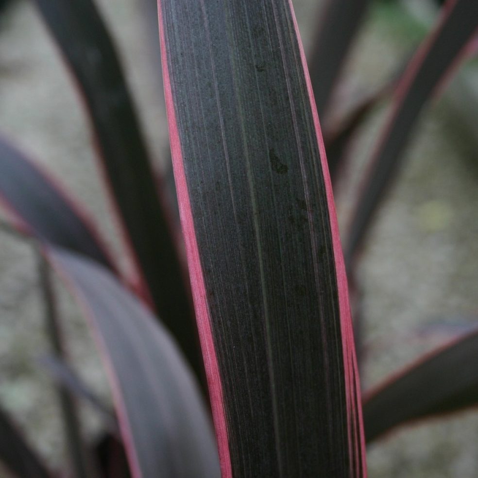 Phormium pink Stripe