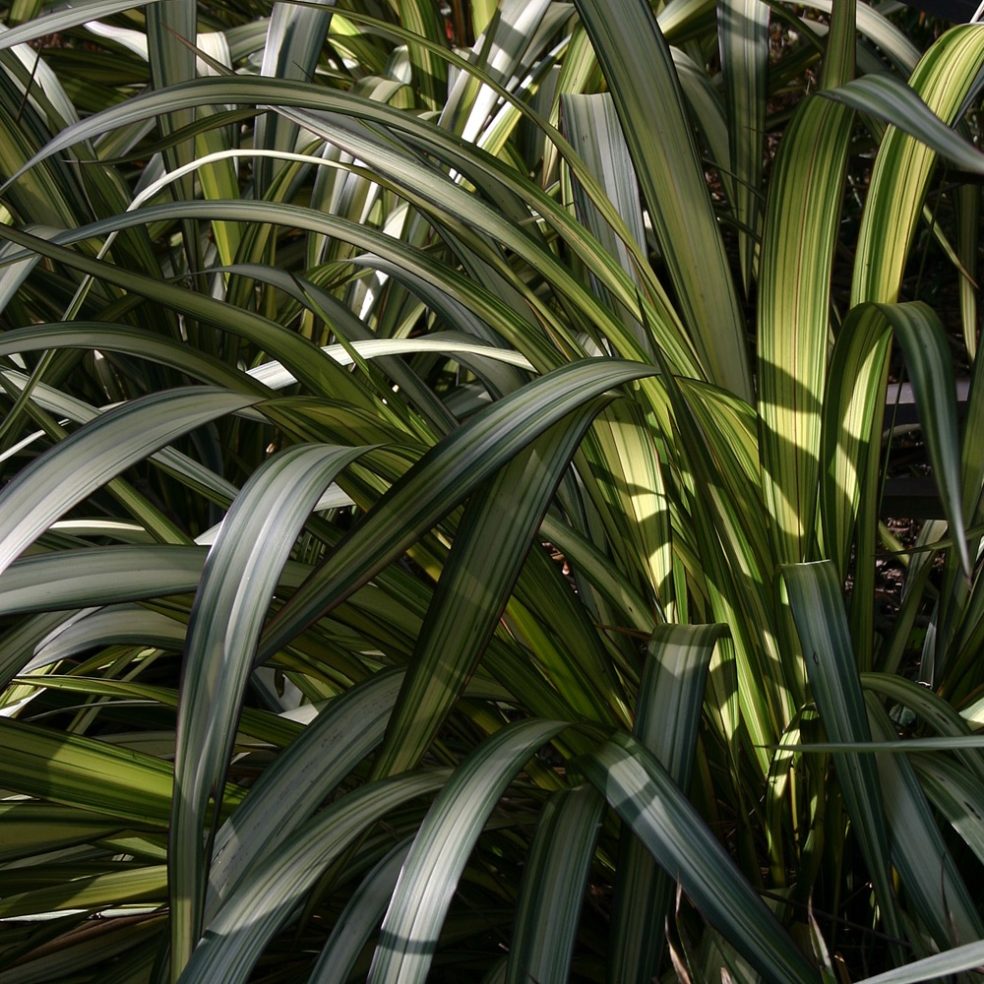 Phormium tenax Yellow Wave