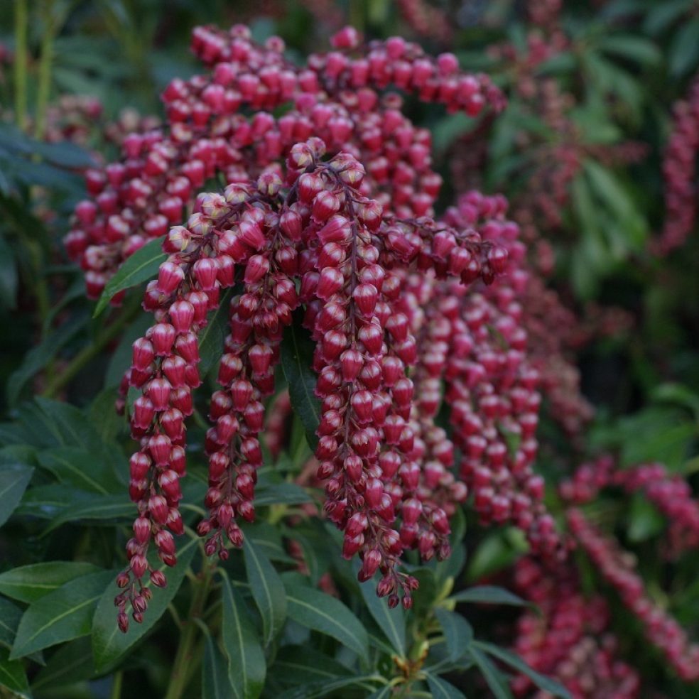 Pieris jap. Passion