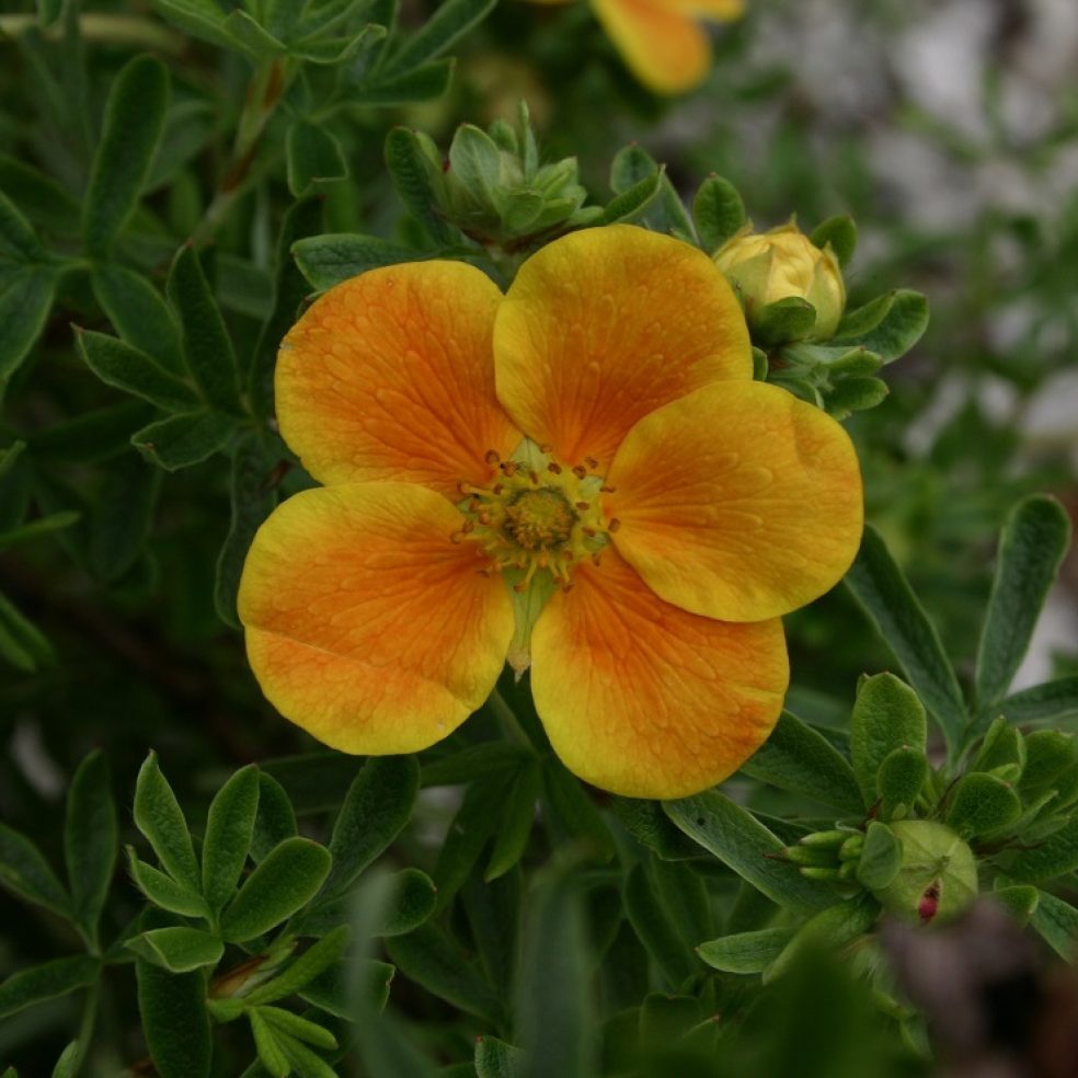 Potentilla Goldfinger