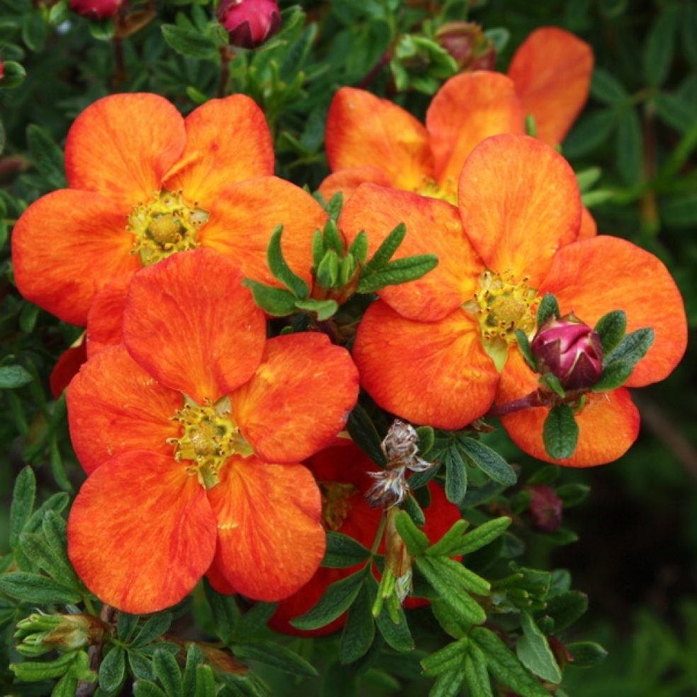 Potentilla Red Ace
