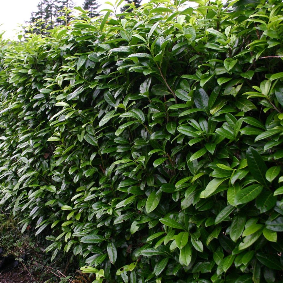 Prunus laurocerasus