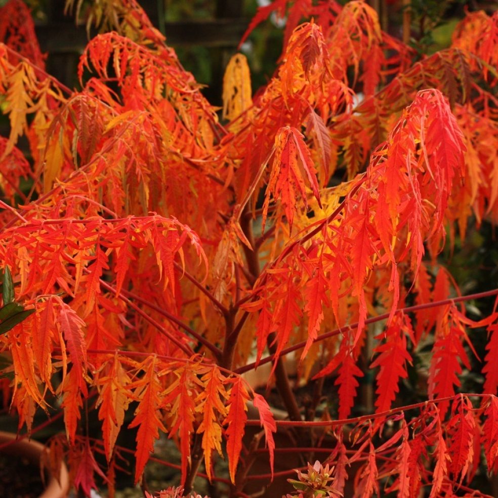 Rhus typhina Tiger Eyes