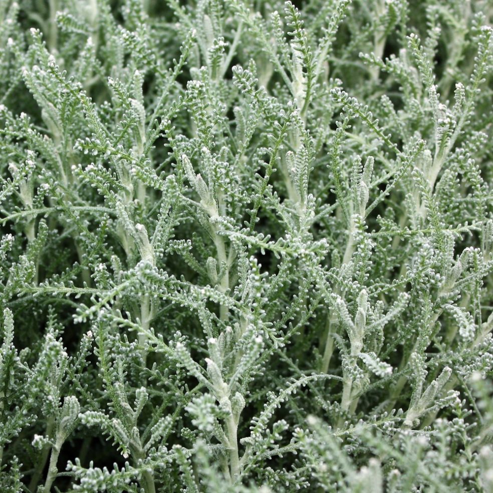 Santolina chamaecyparissus
