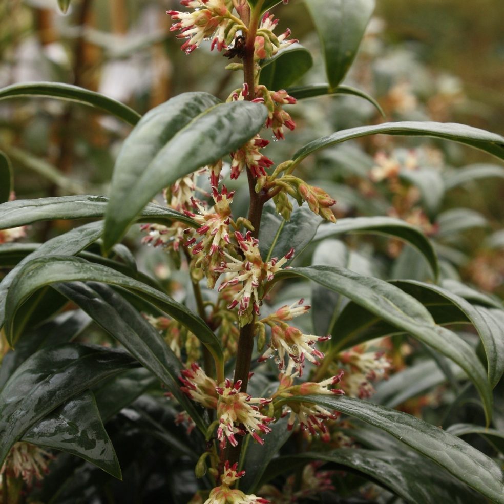 Sarcococca humilis