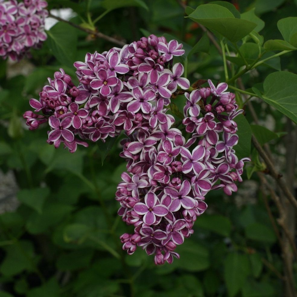 Syringa vulgaris Sensation AGM