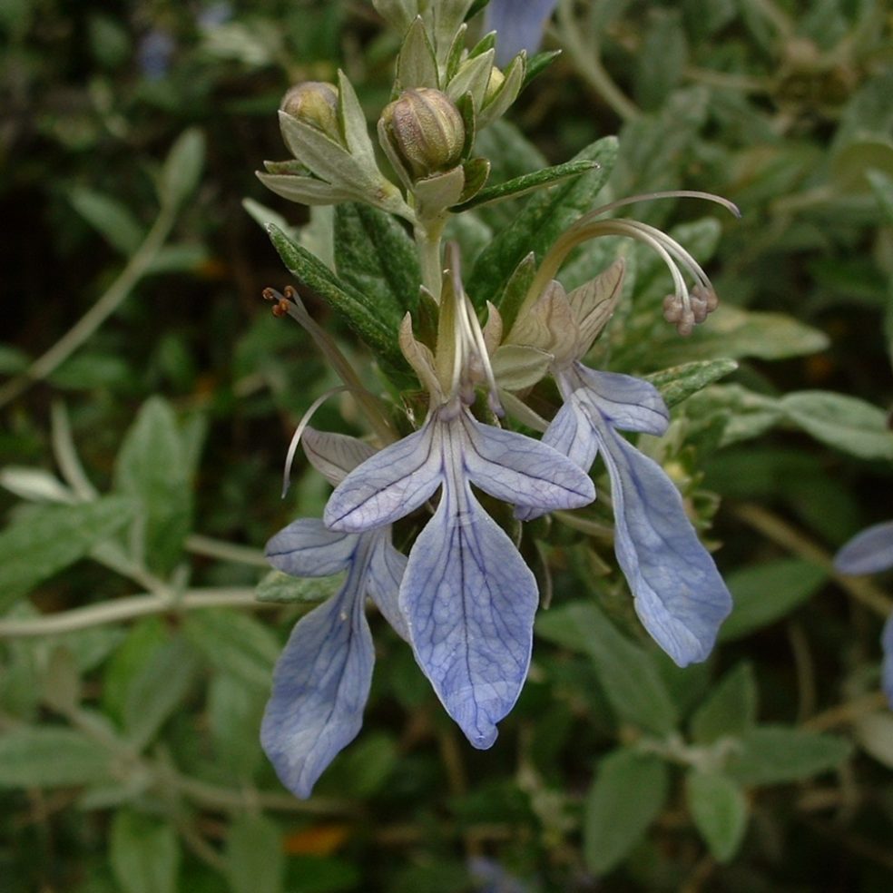 Teucrium fruticans