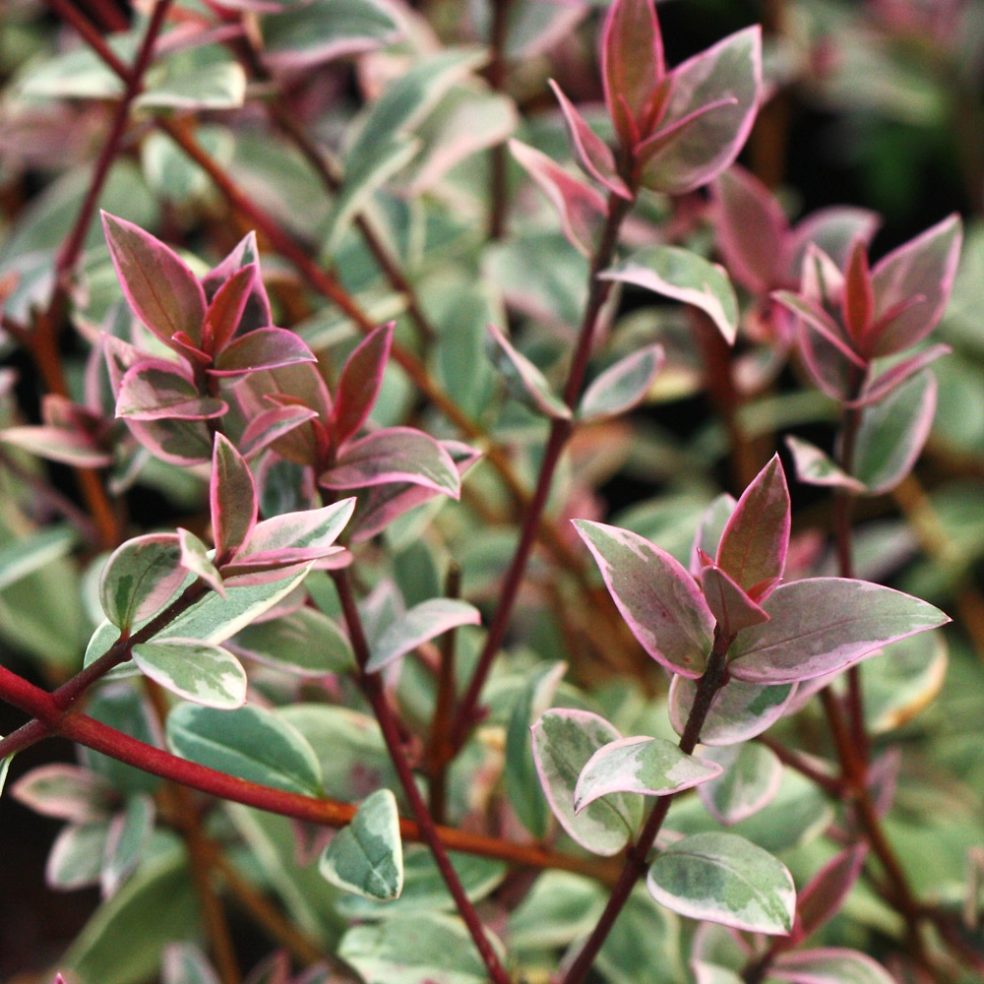 Ugni molinae Flambeau