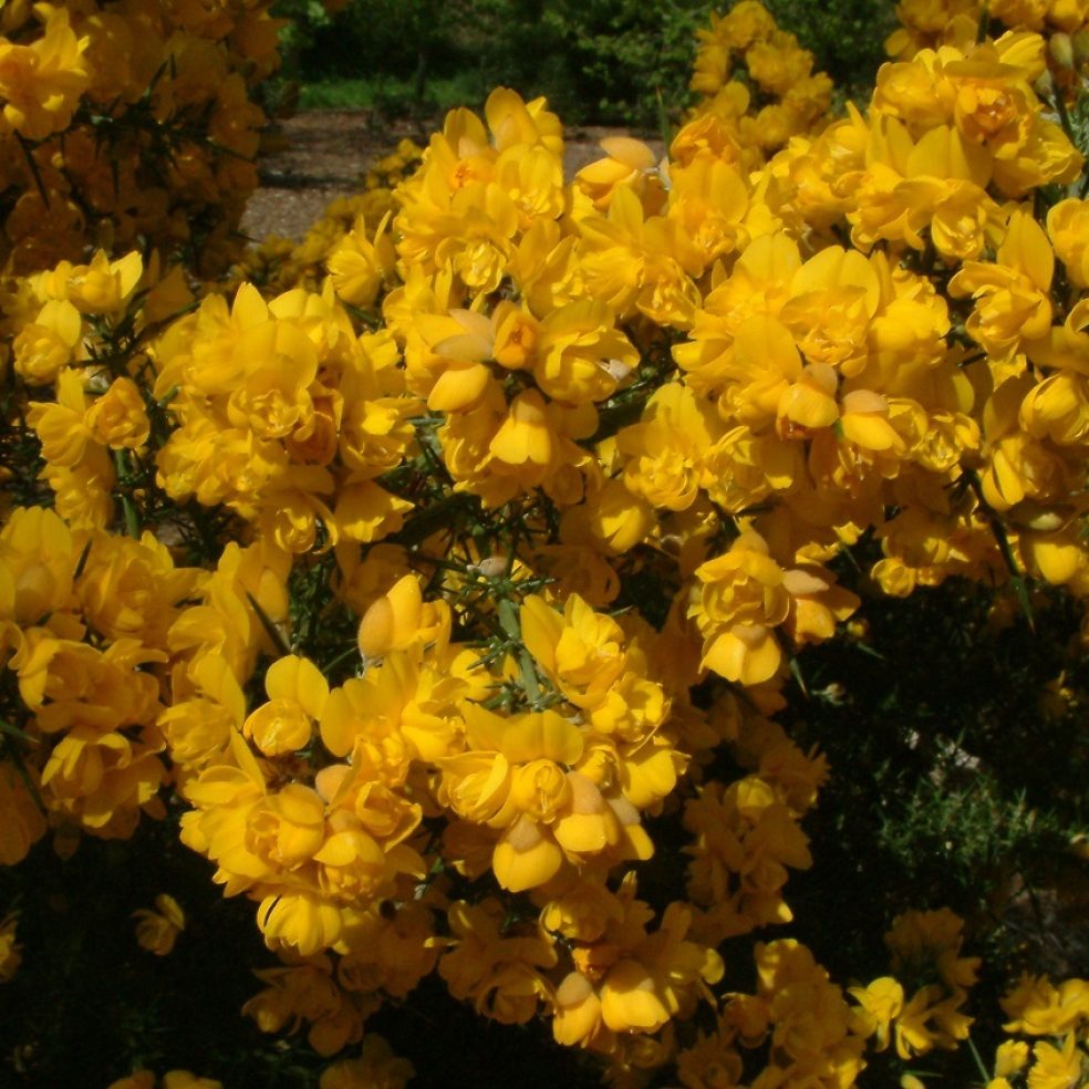 Duchy of Cornwall Nursery