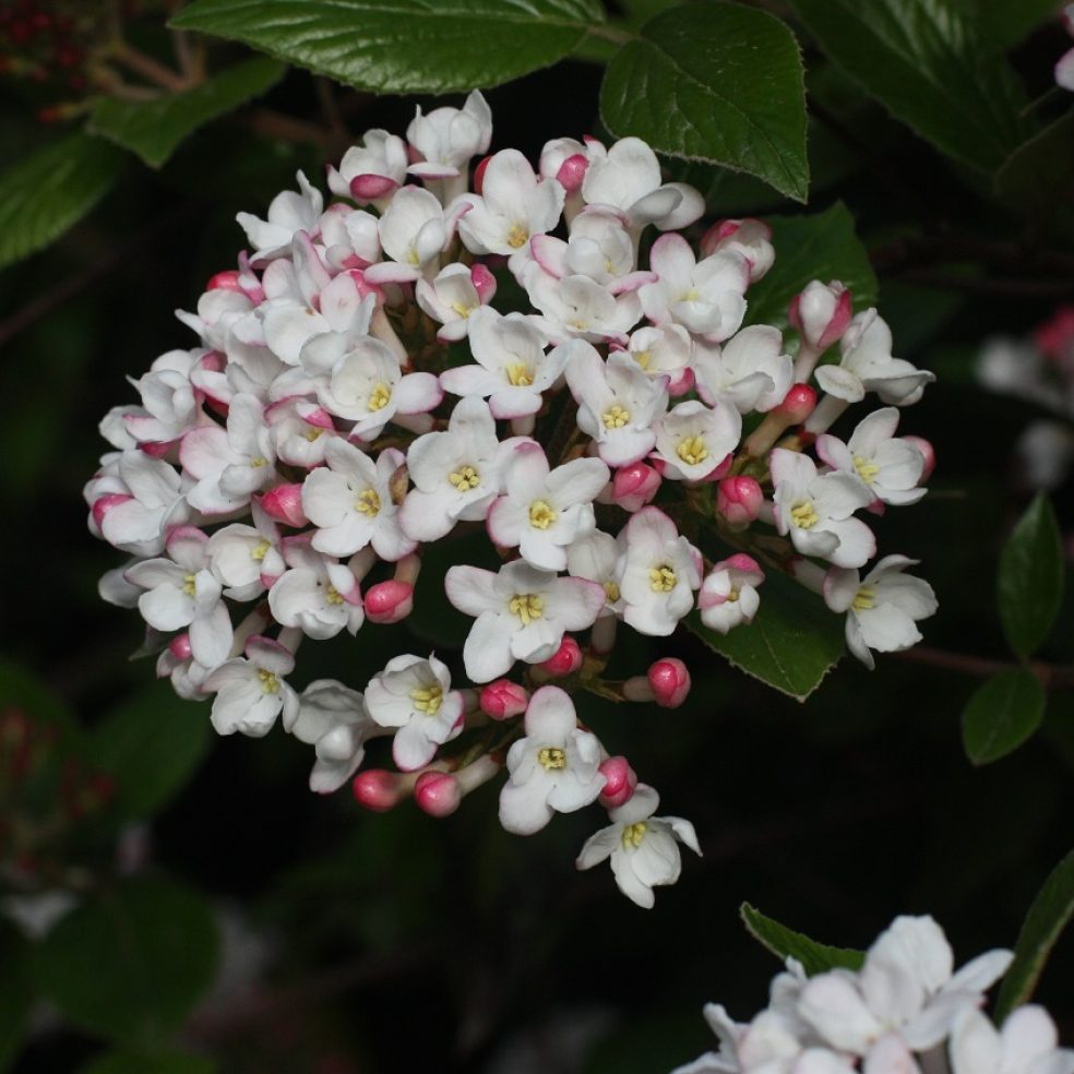 Viburnum x burkwoodii Mohawk