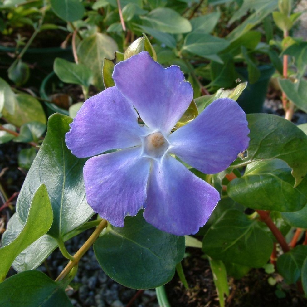 Vinca major Maculata