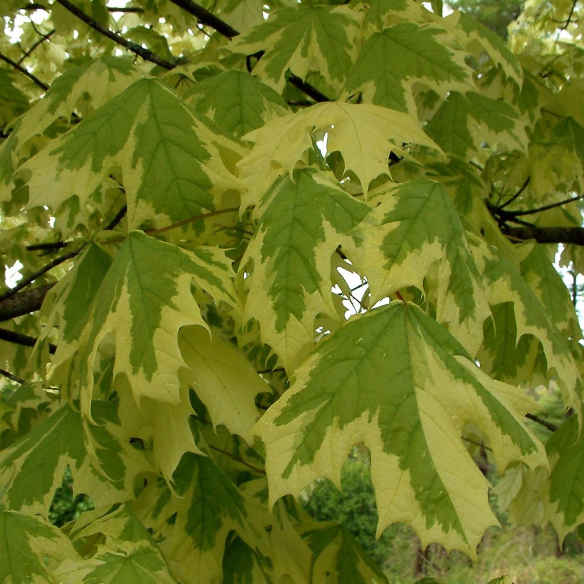 Acer platanoides Drummondii