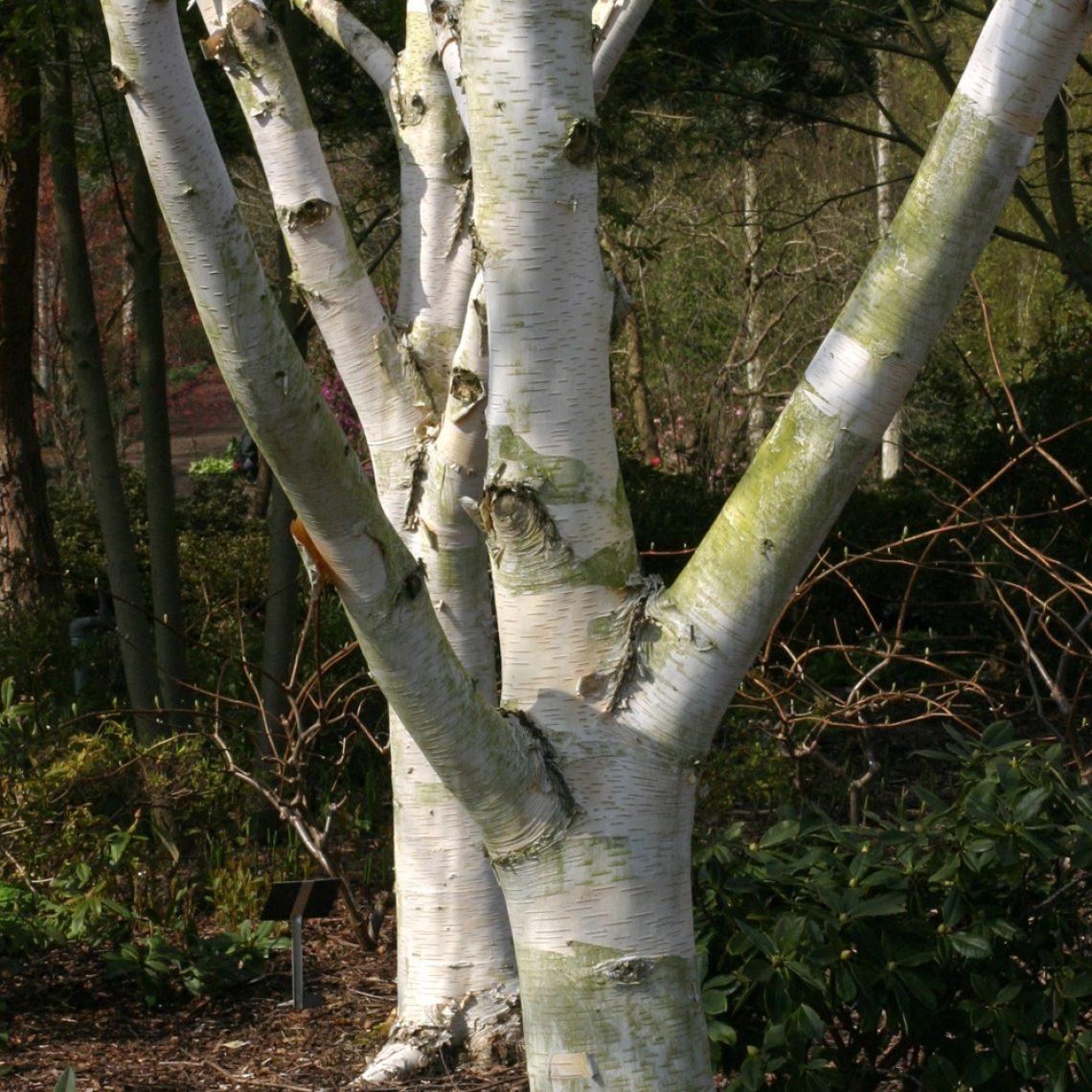 Betula utilis jacquemontii