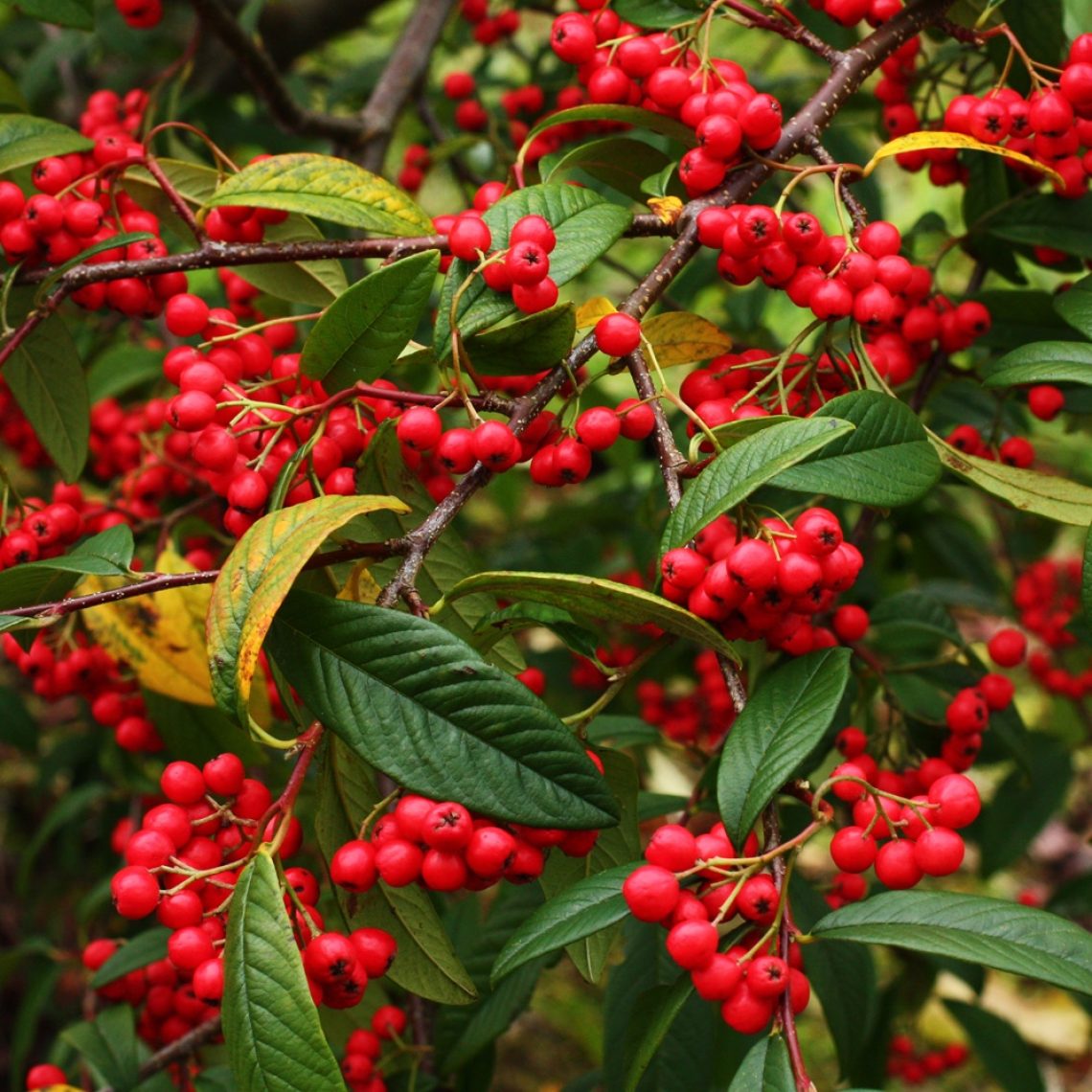 Cotoneaster Cornubia