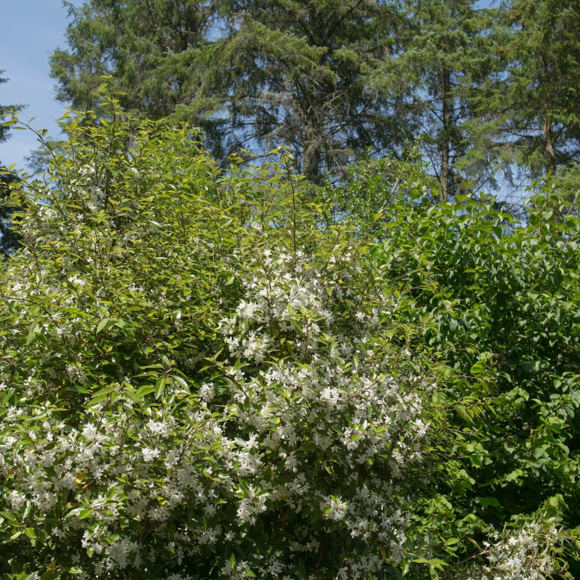 Hoheria sex. Snow White