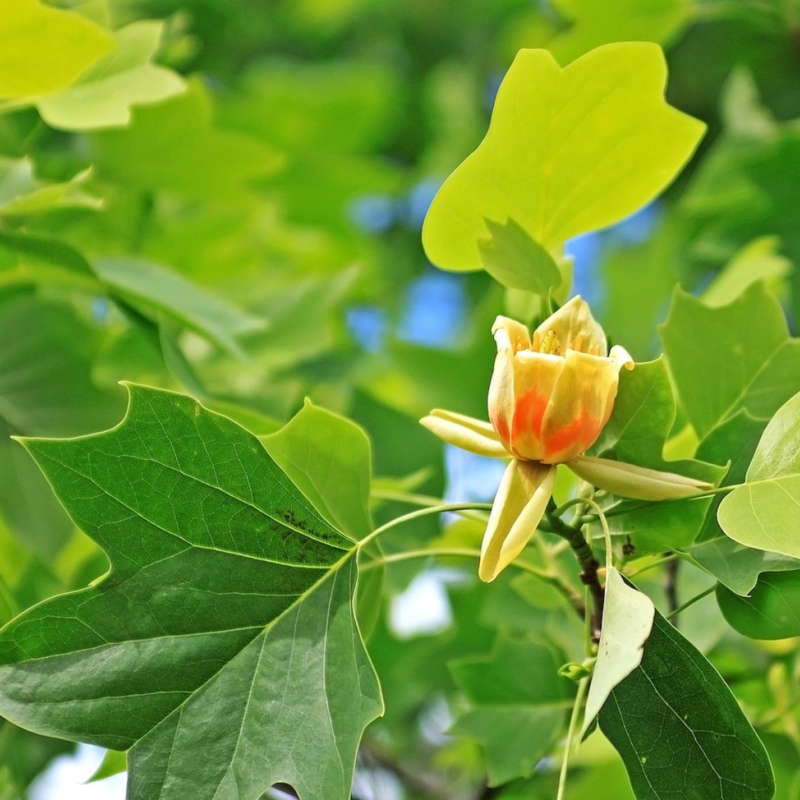 Liriodendron tulipifera