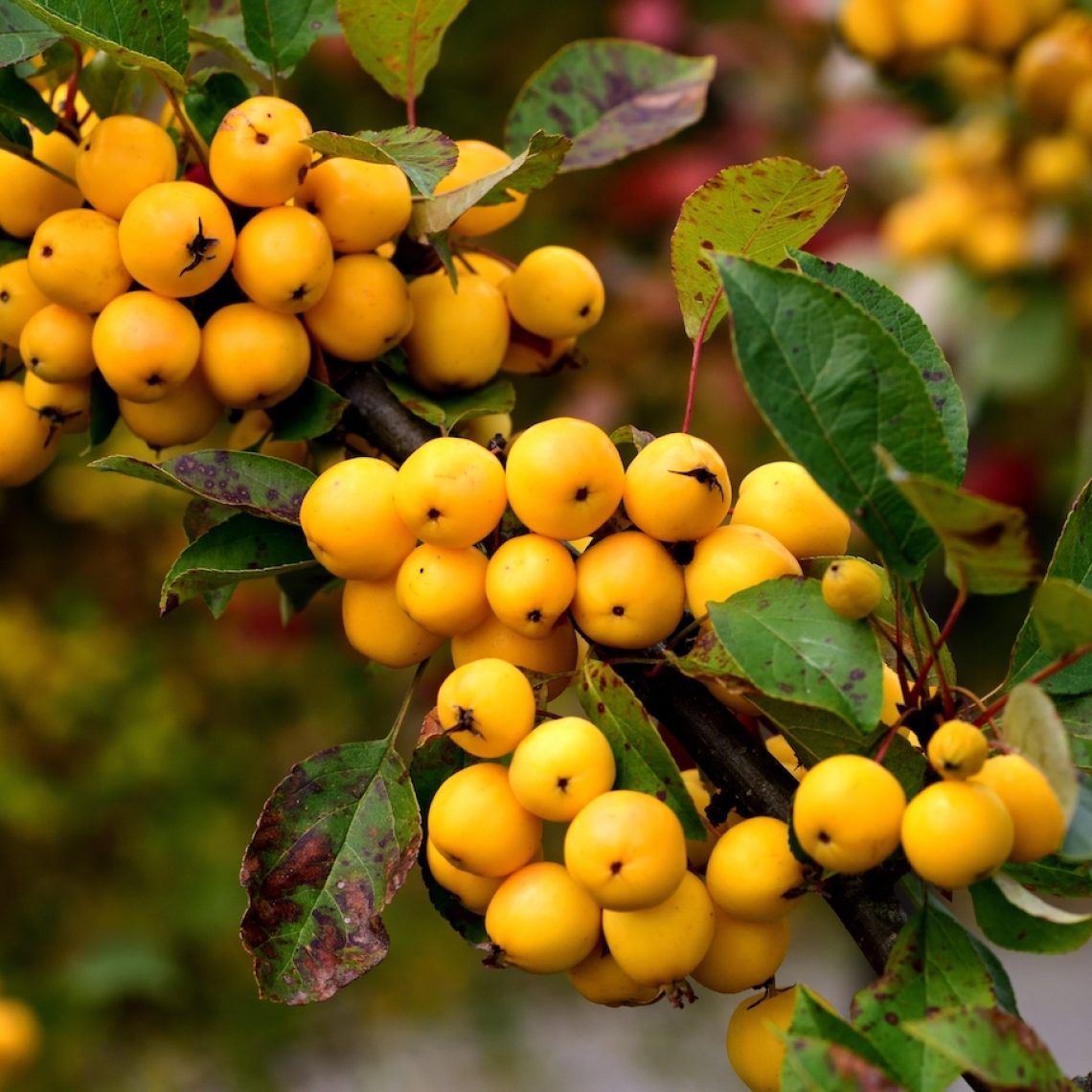 Malus Butterball