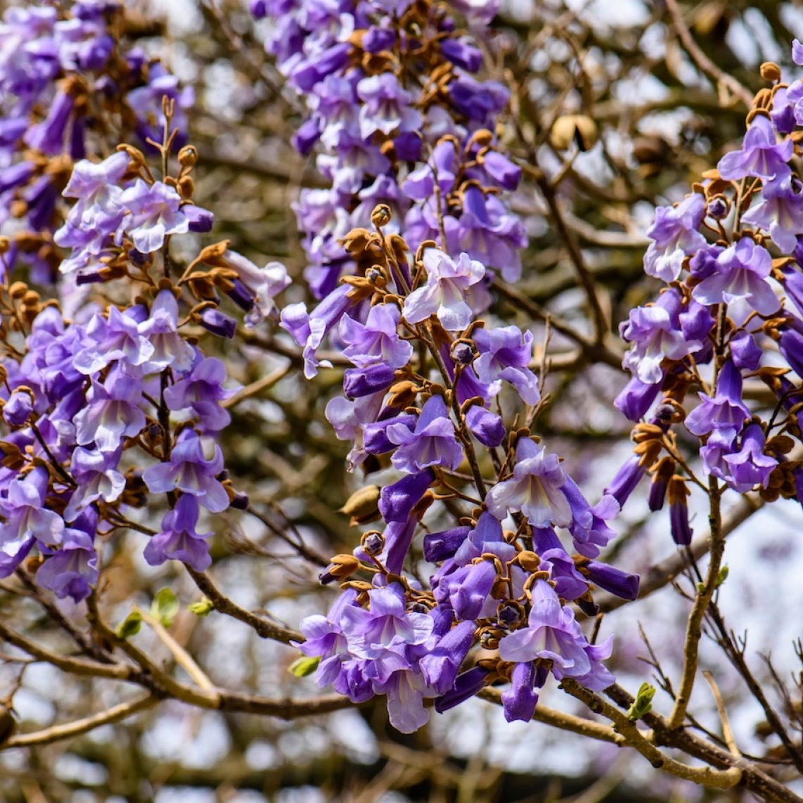 Paulownia tomentosa