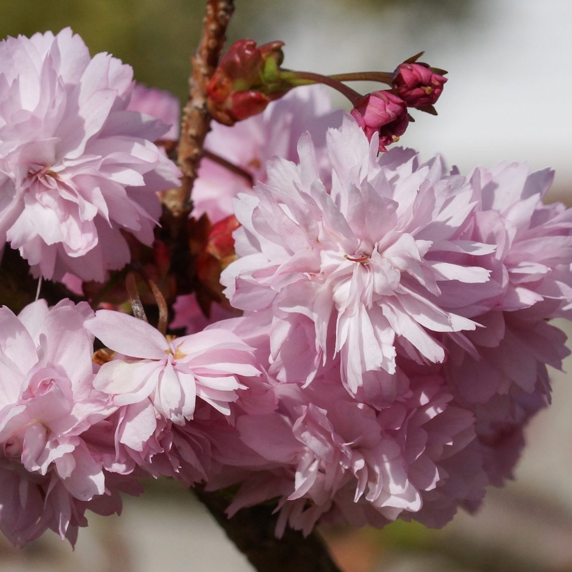 Prunus Kiku-shidare-zakura