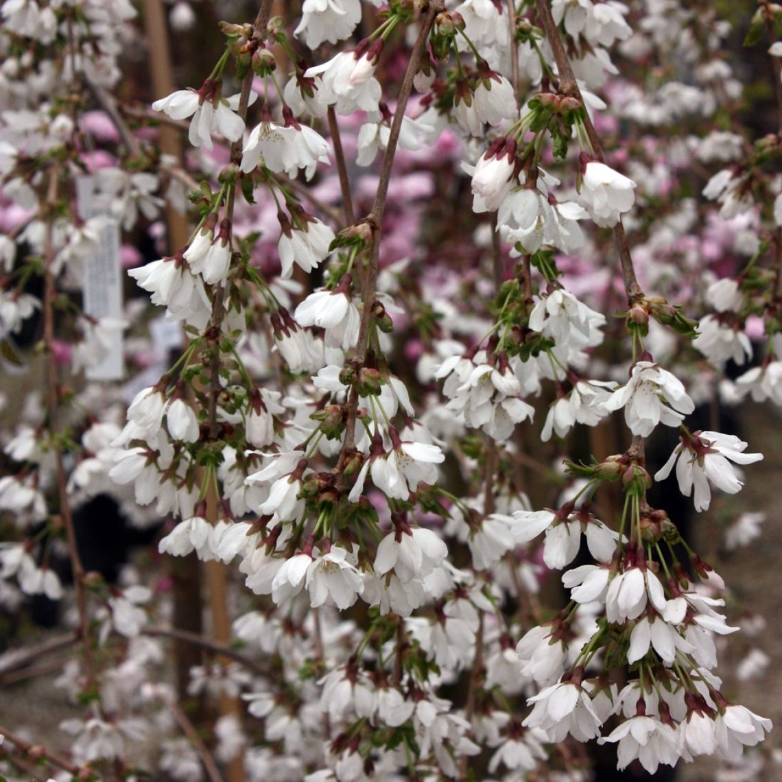Prunus Snow Showers