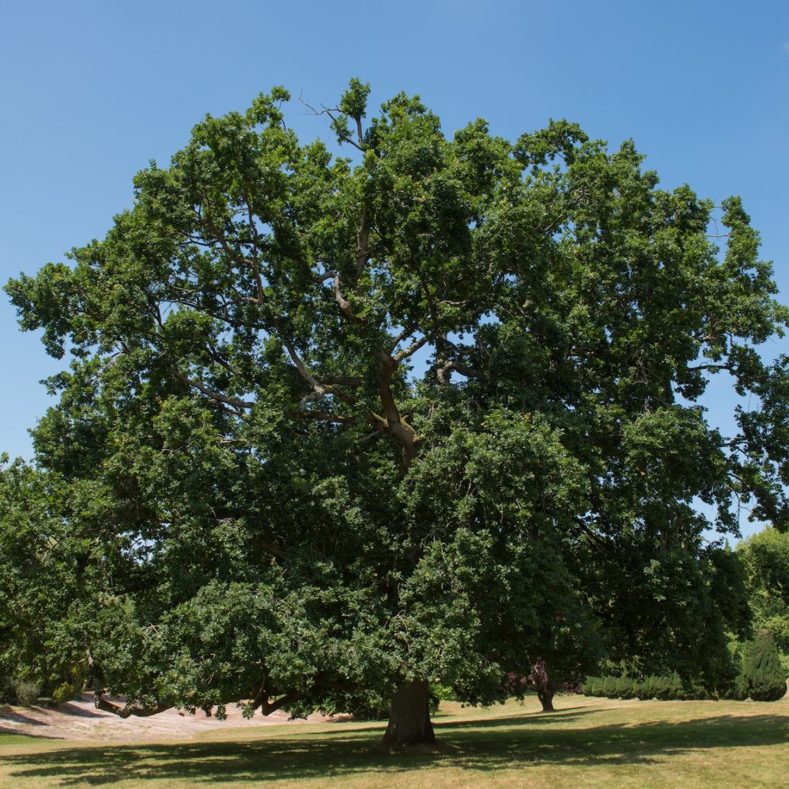 Quercus robur