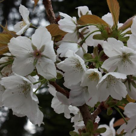 Prunus Pink Perfection