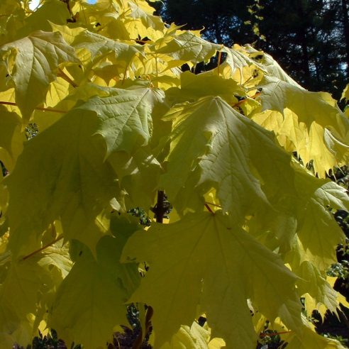 Acer platan. Princeton Gold