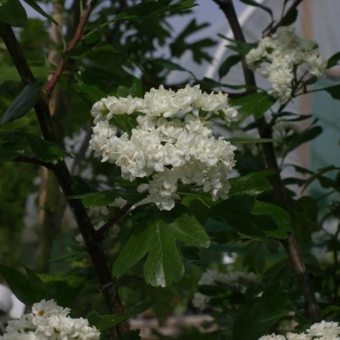 Crataegus Rosa Flore Plena