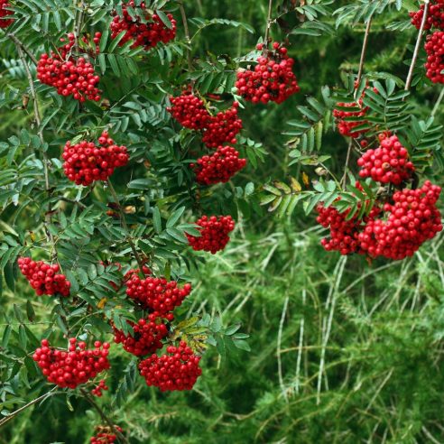 Sorbus aucuparia | Duchy of Cornwall Nursery
