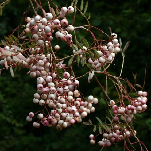 Sorbus vilmorinii