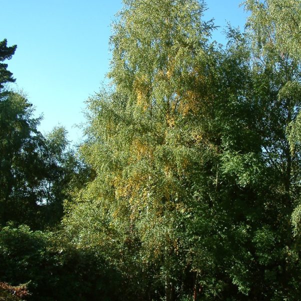 Hoheria sex. Snow White