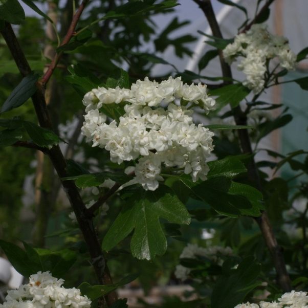 Hoheria sex. Snow White