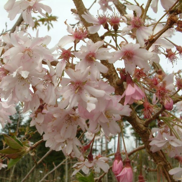 Hoheria sex. Snow White