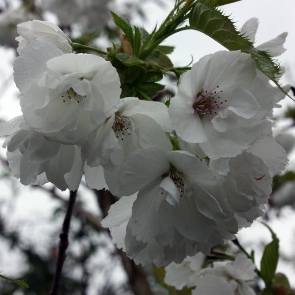 Hoheria sex. Snow White