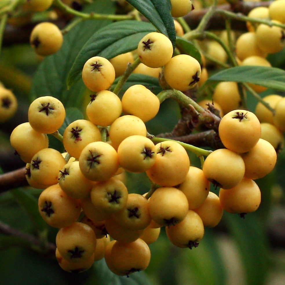 Cotoneaster Rothschildianus