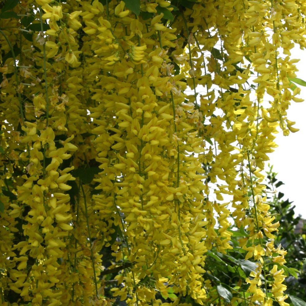 Laburnum Vossii