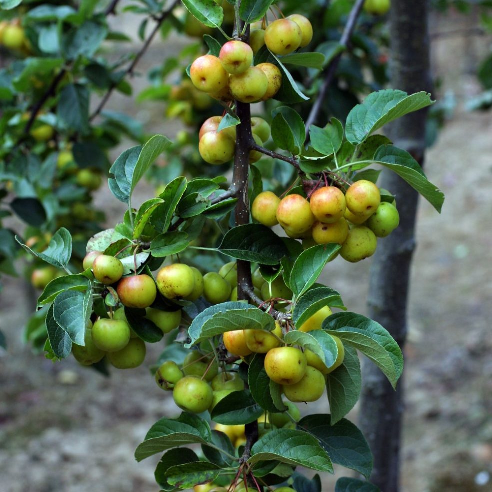 Malus Butterball