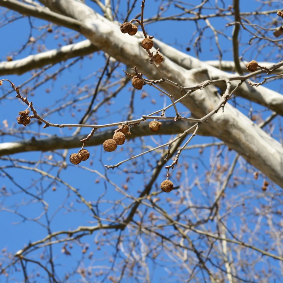 Platanus x hispanica