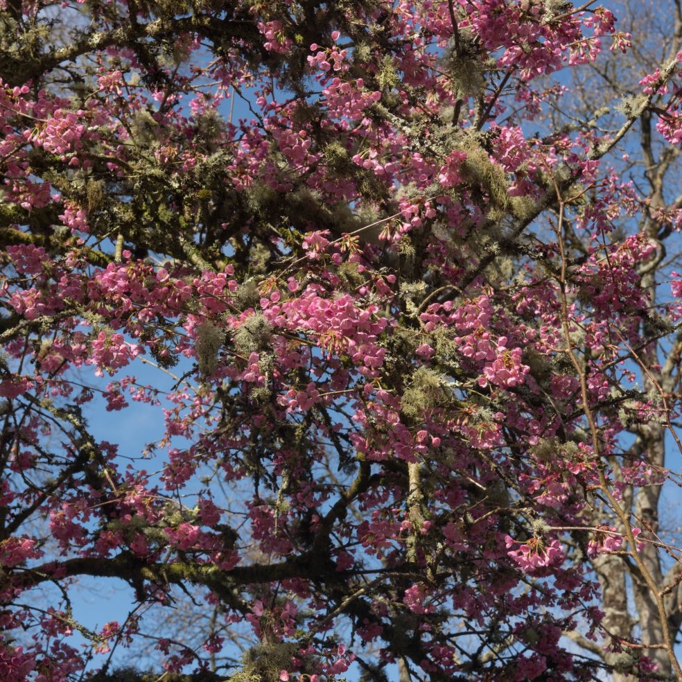 Duchy of Cornwall Nursery