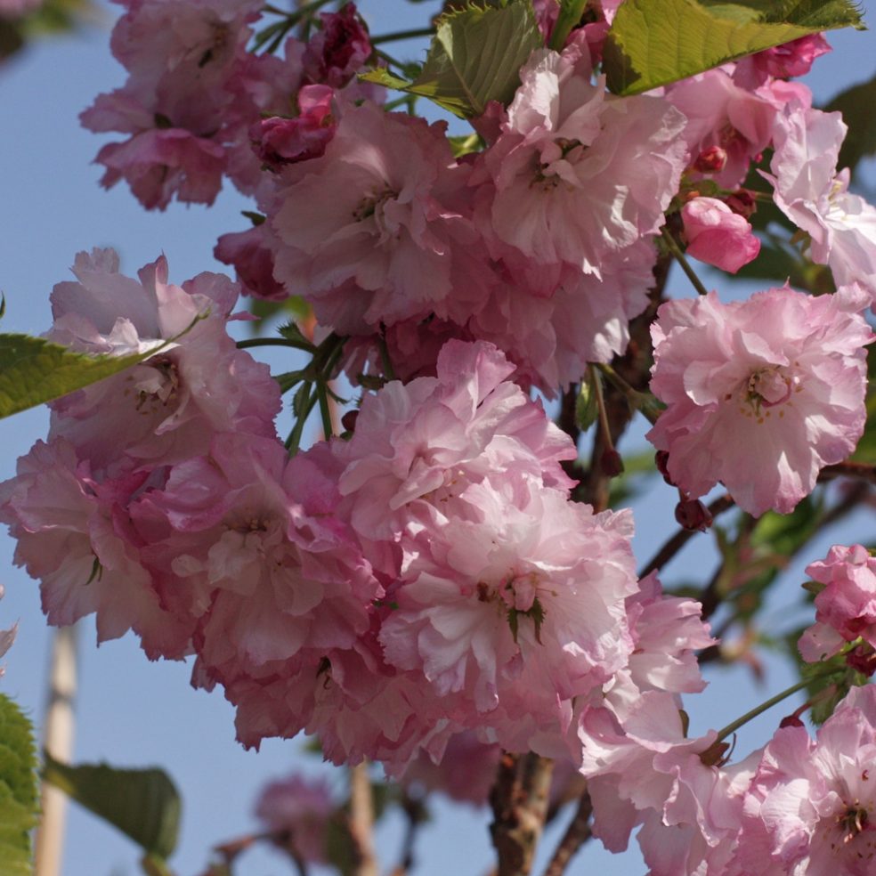 Prunus Pink Perfection