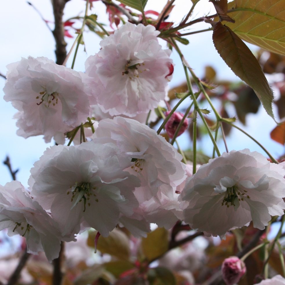 Prunus Shirofugen