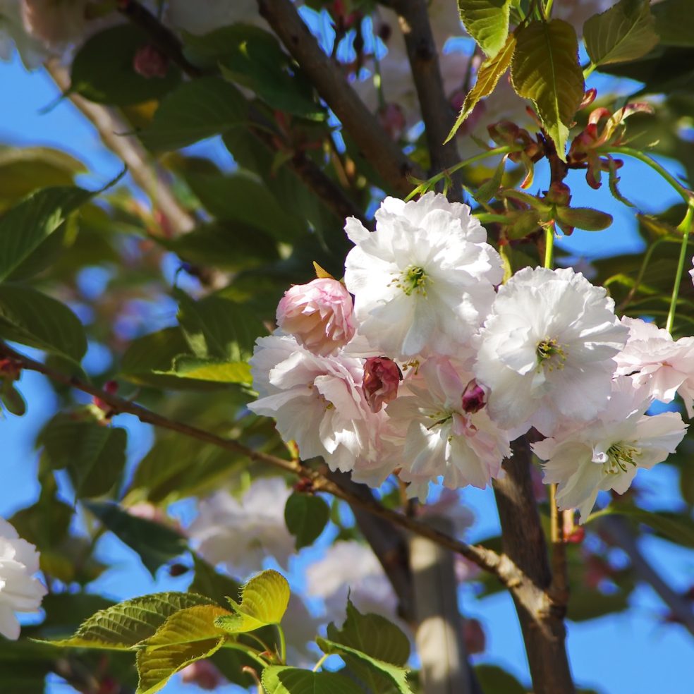 Prunus Shogetsu