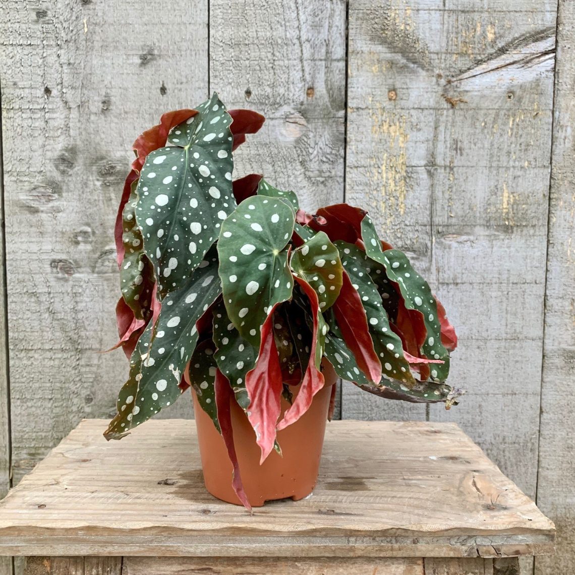 Begonia maculata Polka Dot